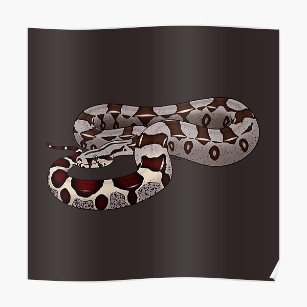 "Red-tailed Boa or Boa Constrictor Constrictor - BCC" Poster for Sale ...