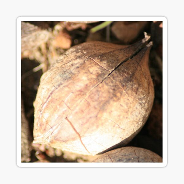 "Walnut" Sticker for Sale by ccampbell | Redbubble