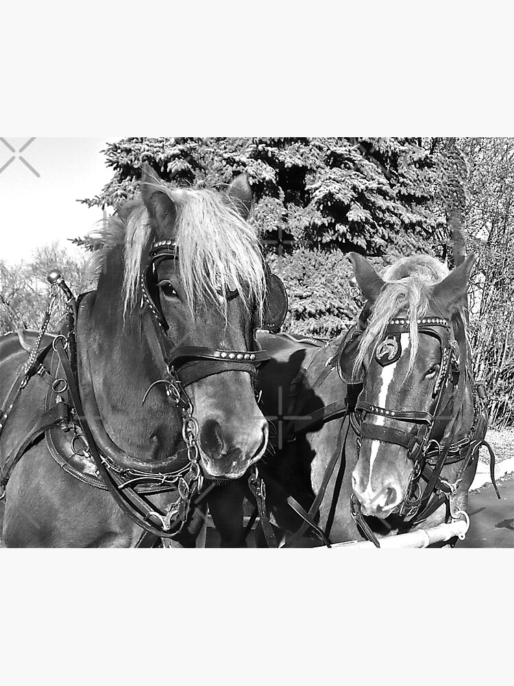 "Equine Friends" Sticker by LindaB | Redbubble