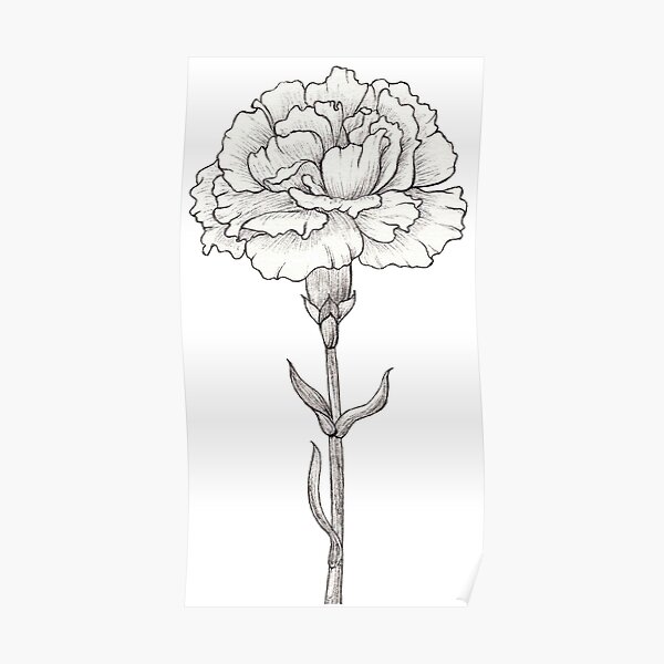 "Carnation Flower Done in Ink. " Poster for Sale by AndraMarie | Redbubble