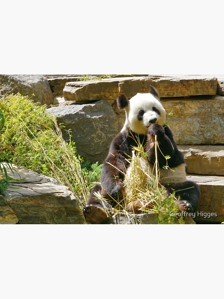 "Giant Panda" Sticker for Sale by gigges | Redbubble