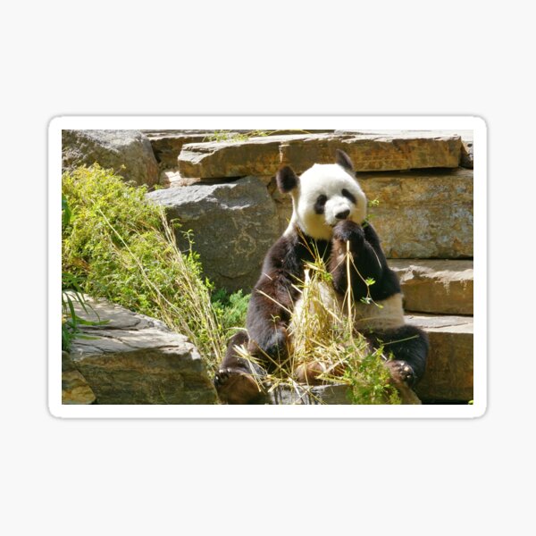 "Giant Panda" Sticker for Sale by gigges | Redbubble