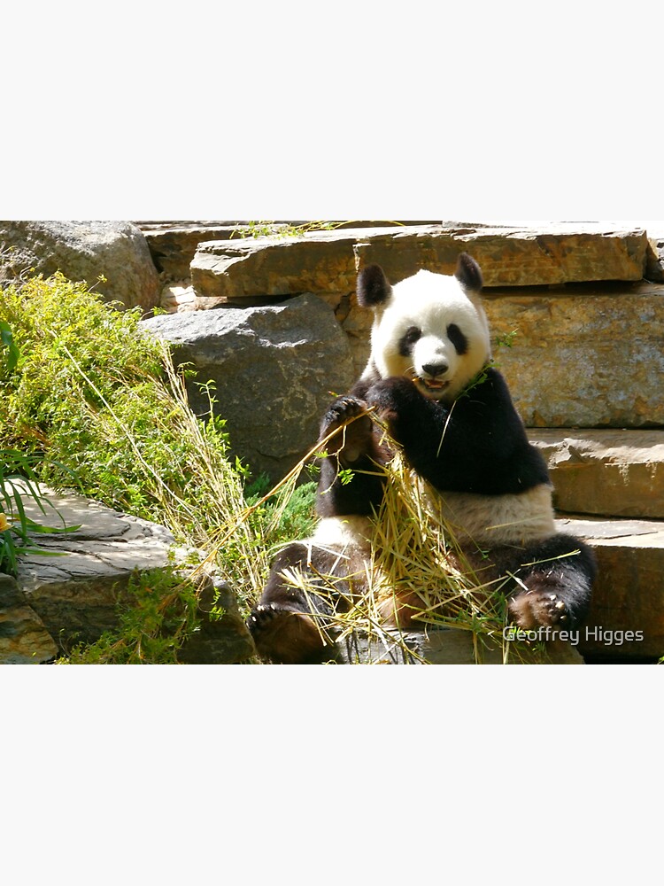 "Giant Panda" Sticker for Sale by gigges | Redbubble