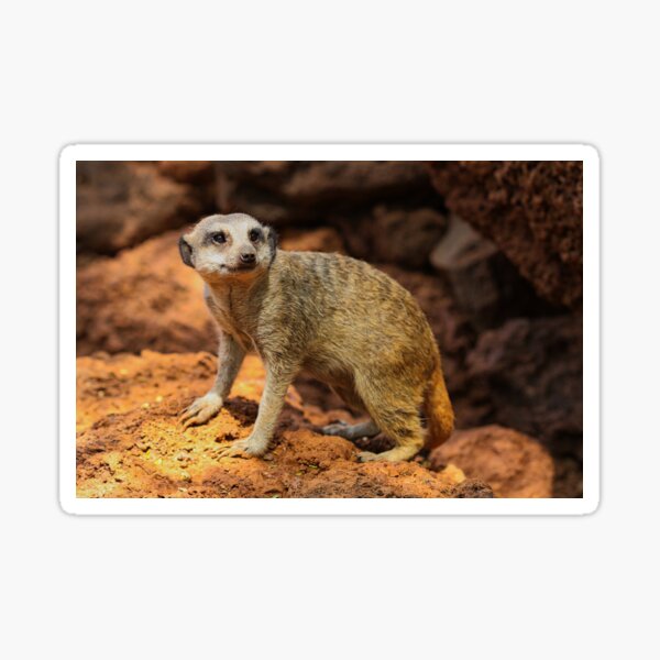"Meerkat" Sticker by KarstensArtShop | Redbubble
