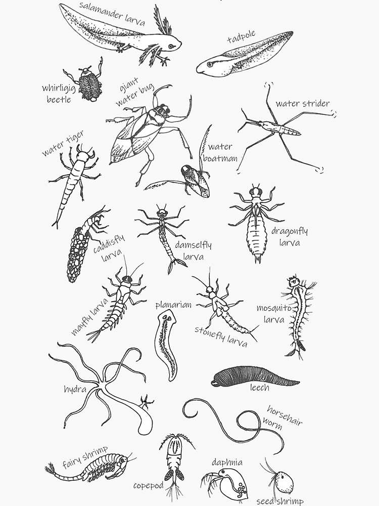 "pond ID guide" Sticker for Sale by questing-beast | Redbubble