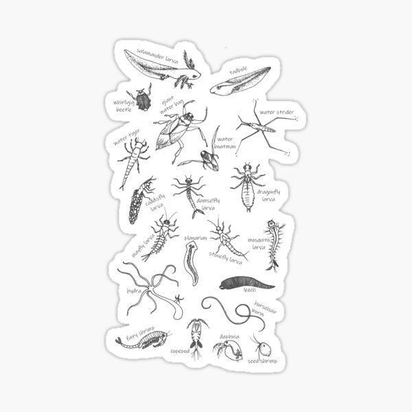 "pond ID guide" Sticker for Sale by questing-beast | Redbubble