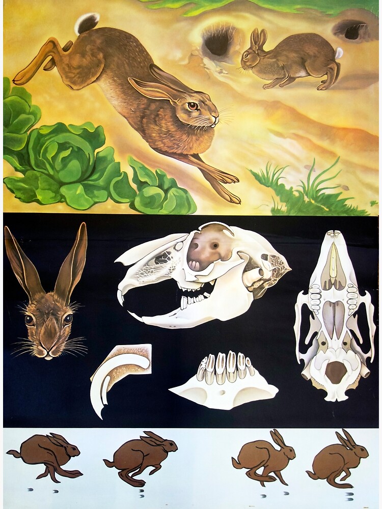 "Vintage Antique Rabbit Anatomy Skull Illustration" Art Print for Sale ...