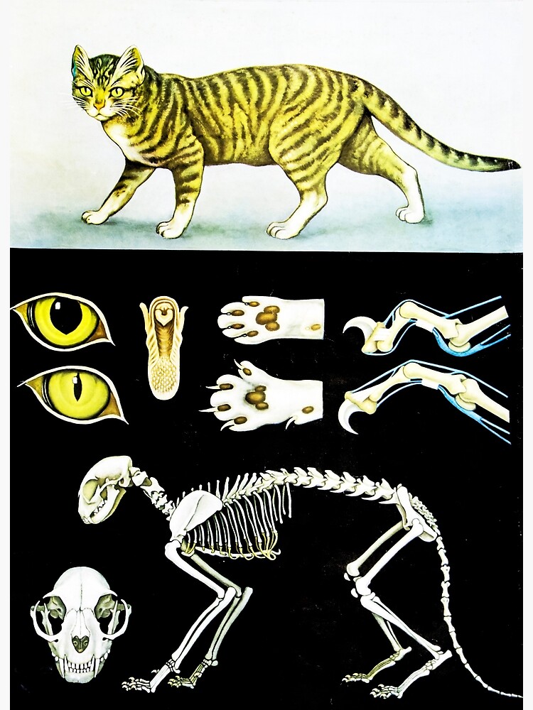 Lámina fotográfica «Ilustración de cráneo de anatomía de gatito gato ...