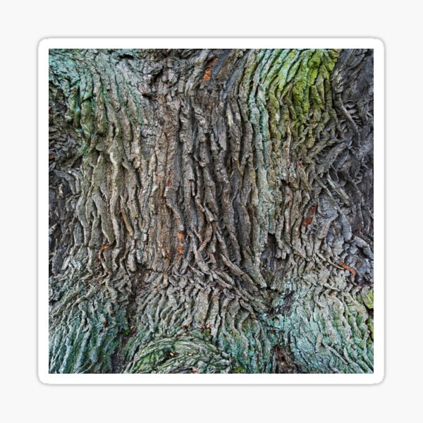 "Tree Bark " Sticker for Sale by ArtsOfArts | Redbubble