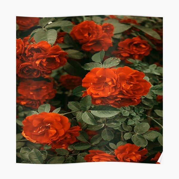 "Digital art, flower, red rose " Poster for Sale by Collection1123 ...