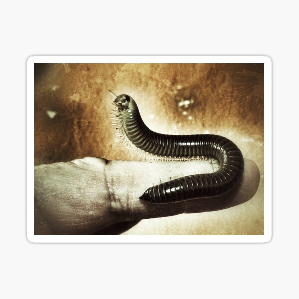"Millipede" Sticker for Sale by HaymanArt | Redbubble