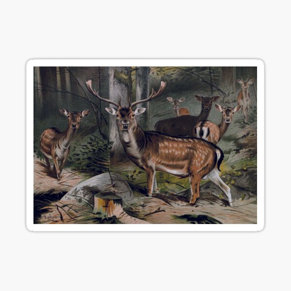 "Vintage Deer Artwork | Old Wildlife Paintings | Fallow Deer " Sticker ...