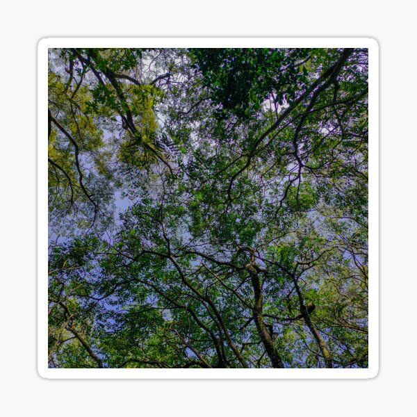 "Shades of Trees" Sticker for Sale by deepakkathayat | Redbubble