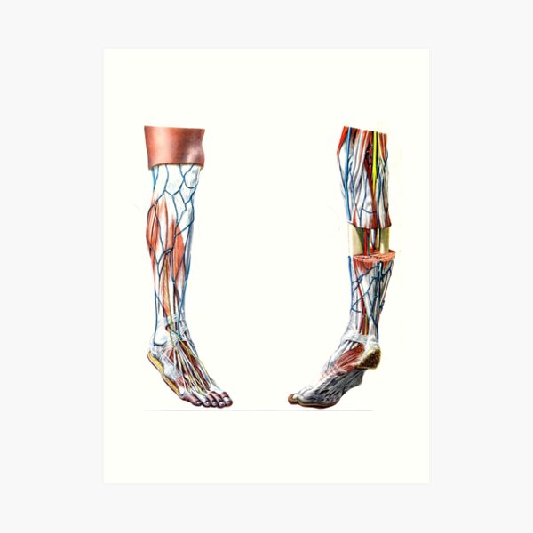 "Anatomy Vintage Leg Bone Nerves Muscle Diagram Poster" Art Print for ...