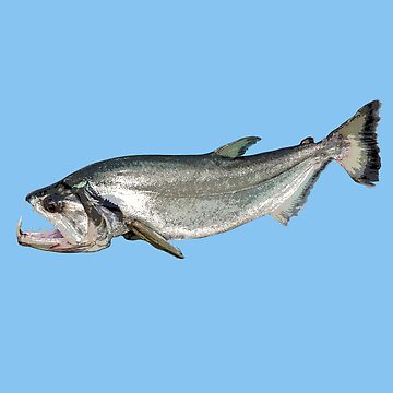 Pegatina for Sale con la obra «Diseño de color Payara» de ...