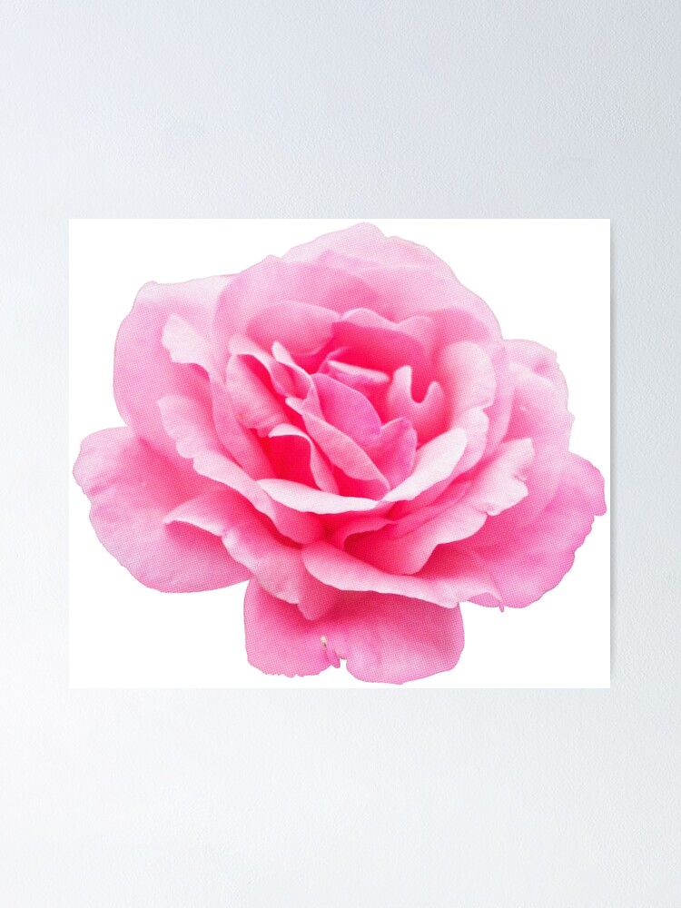 "A FULL BLOOMING PINK ROSE CUT-OUT" Poster for Sale by designdog ...