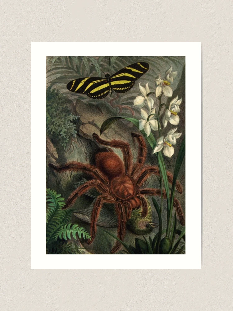 Goliath Birdeater Size Chart