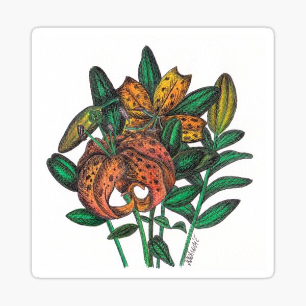 "Tiger lily" Sticker for Sale by MirjanaMitrovic | Redbubble