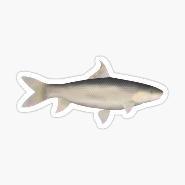 "Small Scale Mud Carp" Sticker by fishfolkart | Redbubble