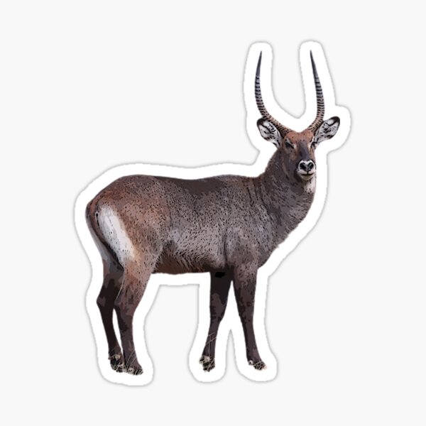 "Waterbuck Color Design" Sticker for Sale by designsasstultd | Redbubble