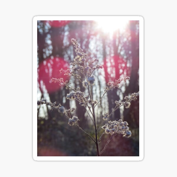 "Pink Light Beams" Sticker by KELABusiness | Redbubble