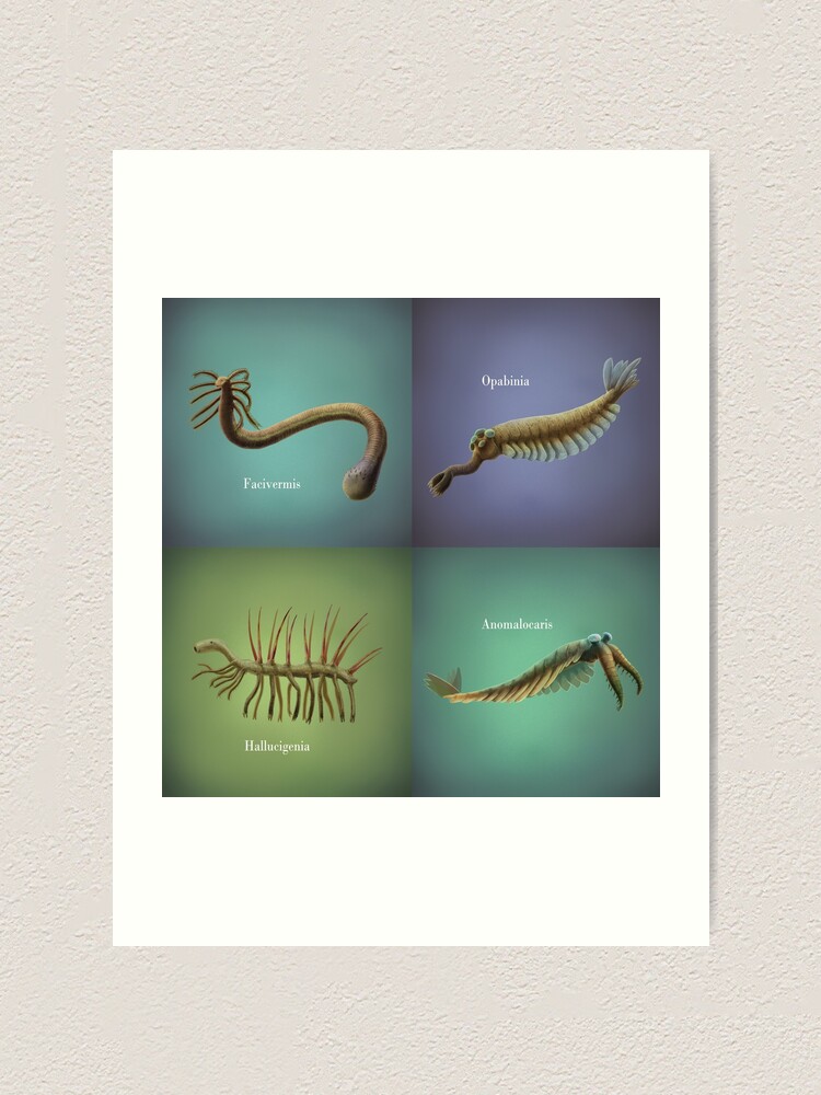 "Cambrian Animals: Facivermis, Opabinia, Anomalocaris, Hallucigenia ...