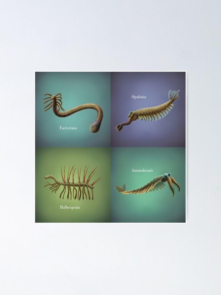 "Cambrian Animals: Facivermis, Opabinia, Anomalocaris, Hallucigenia ...