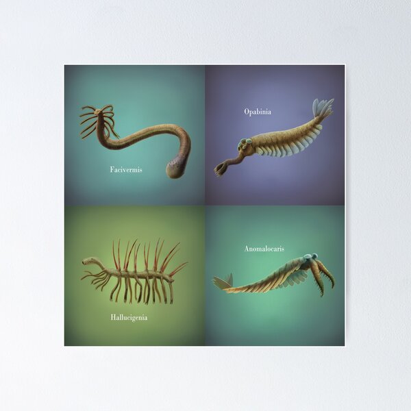 "Cambrian Animals: Facivermis, Opabinia, Anomalocaris, Hallucigenia ...