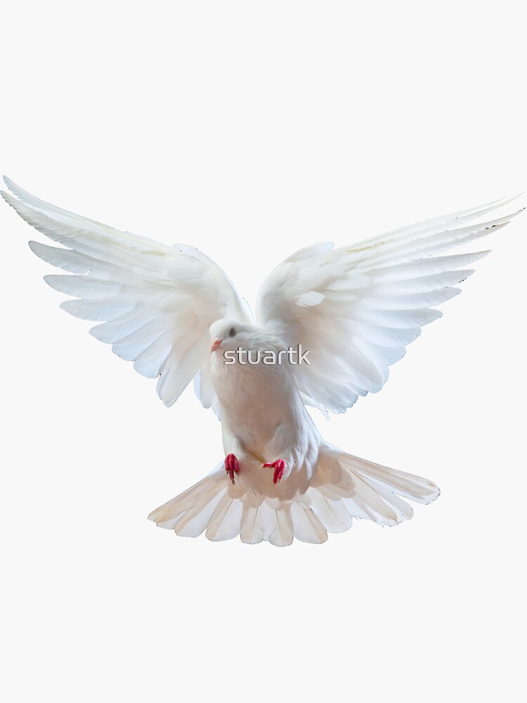 "White Dove of Peace " Sticker for Sale by stuartk | Redbubble