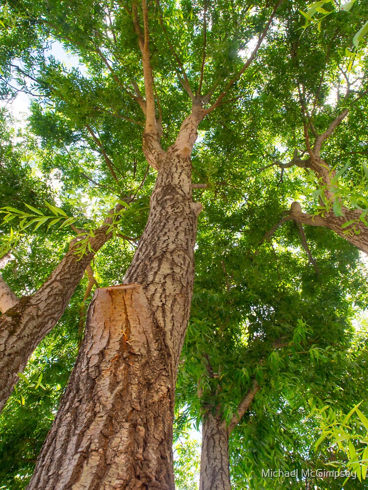 "Lush Green Tree Canopy" Sticker for Sale by urbanfragments | Redbubble