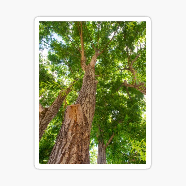 "Lush Green Tree Canopy" Sticker for Sale by urbanfragments | Redbubble