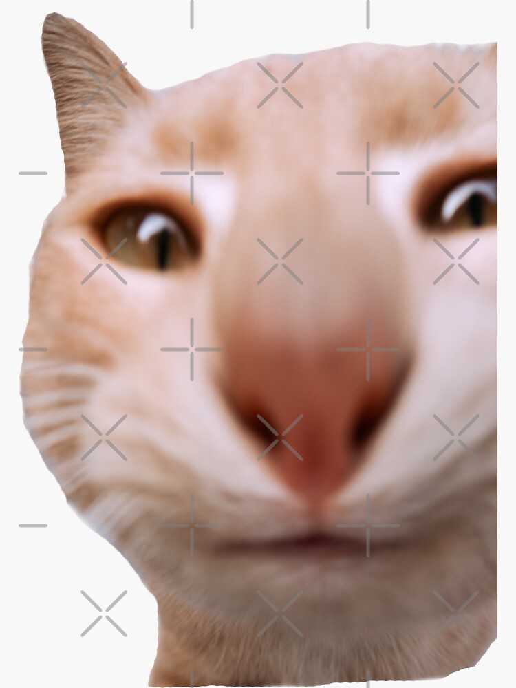 Pegatina «gato meme stiker» de innovatoryhouse | Redbubble