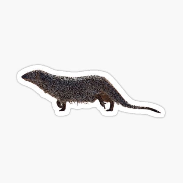 "Egyptian Mongoose Color Design " Sticker for Sale by designsasstultd ...