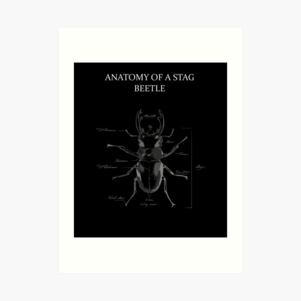 "Anatomy of a Stag Beetle" Art Print for Sale by Dracos-Graphics ...