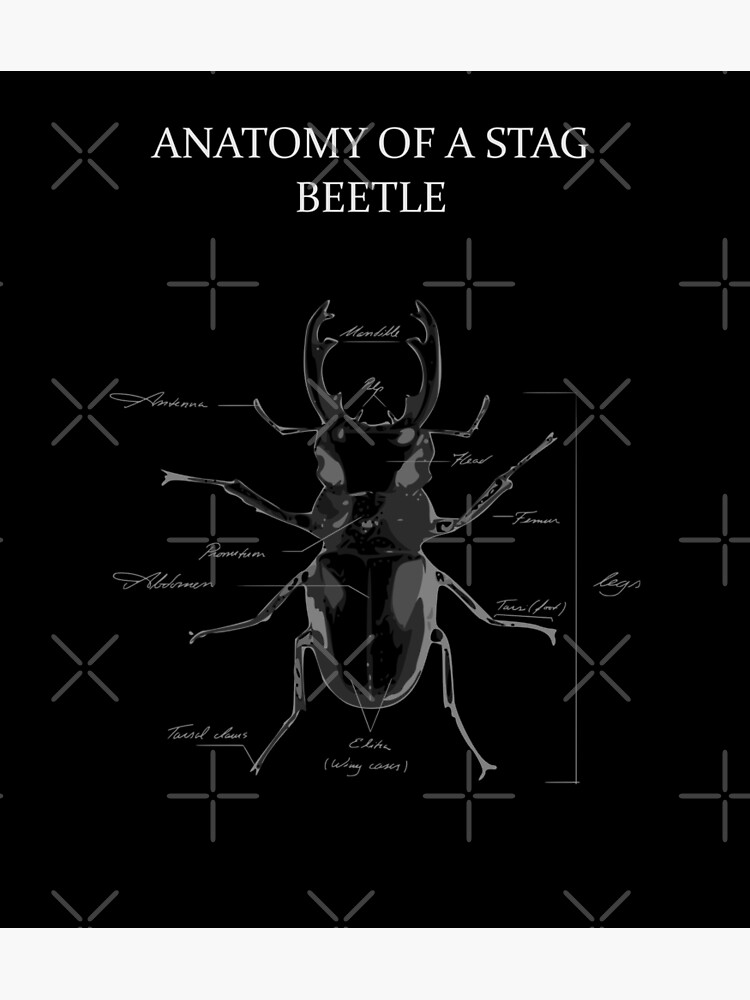 "Anatomy of a Stag Beetle" Art Print for Sale by Dracos-Graphics ...