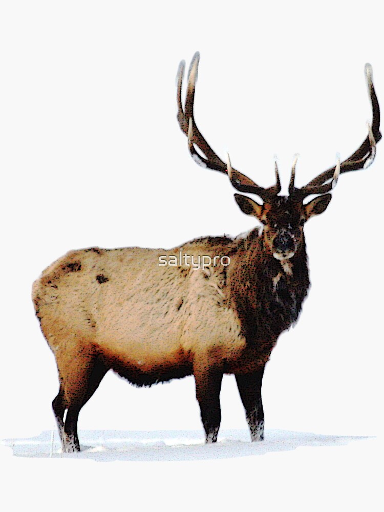 "Bull elk 7" Sticker by saltypro | Redbubble