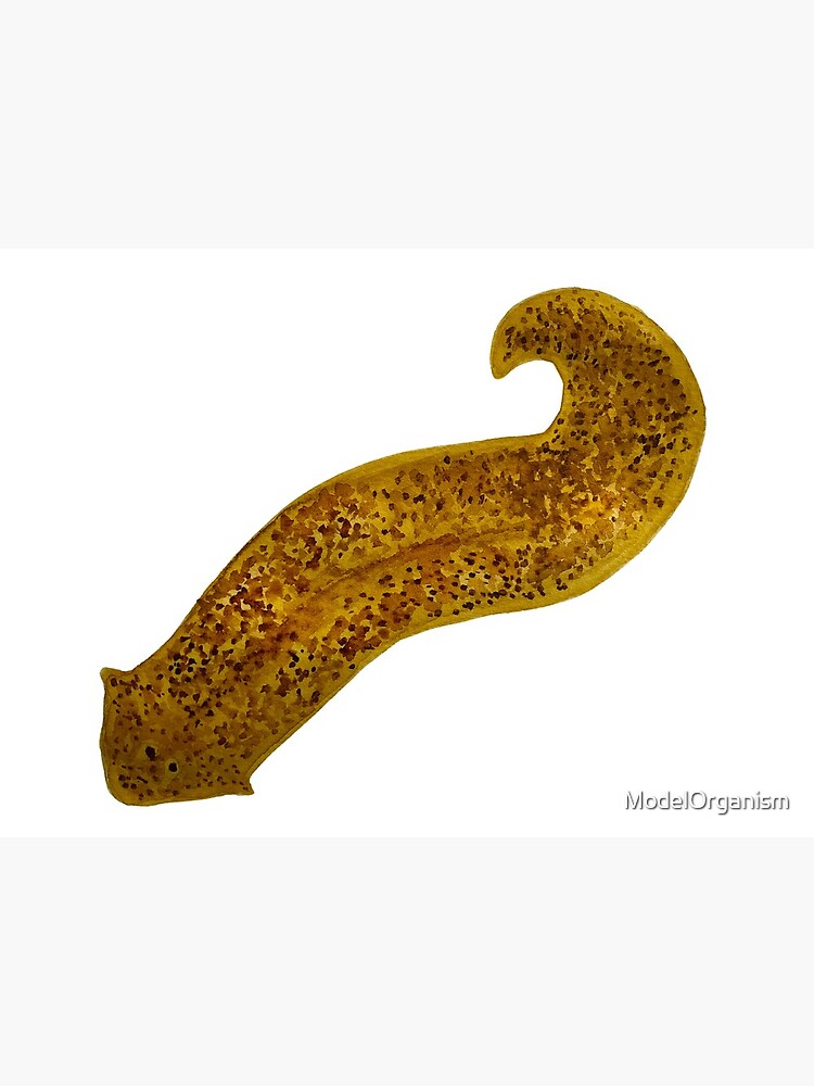 Planaria Drawing Planarian Flatworm Microbiology Watercolor