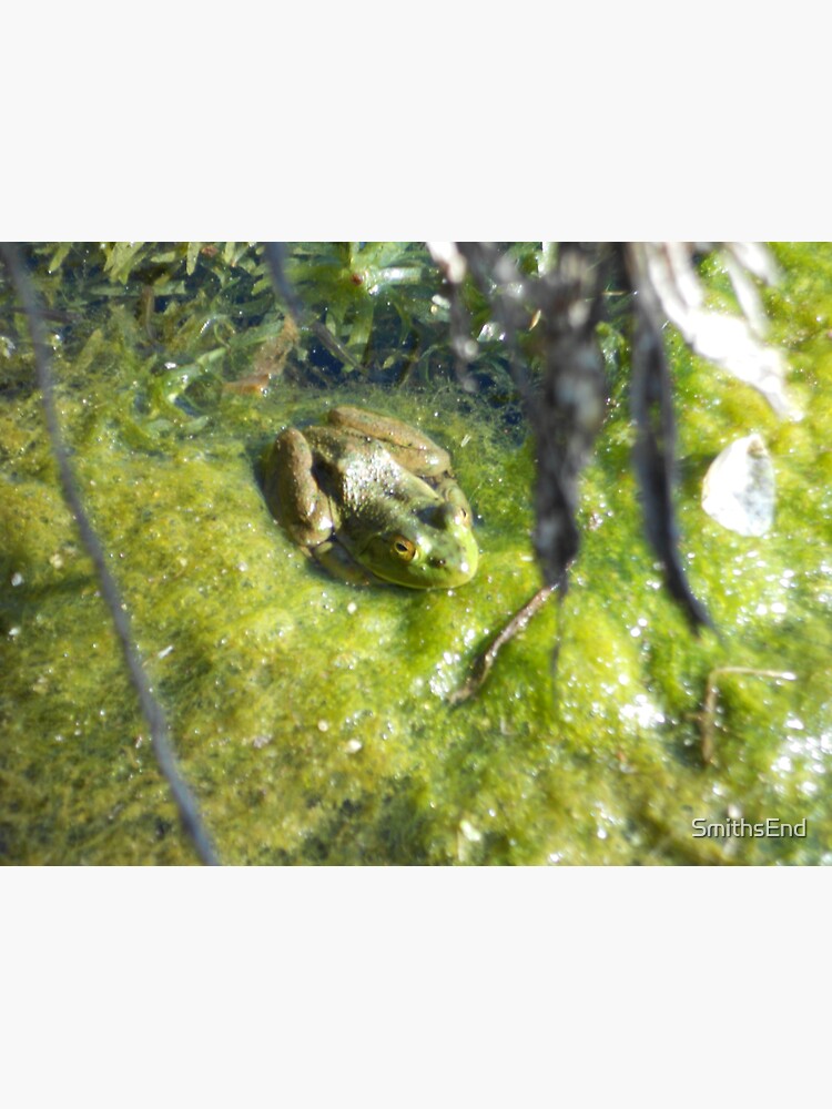 "Cute Swamp Frog" Sticker by SmithsEnd | Redbubble