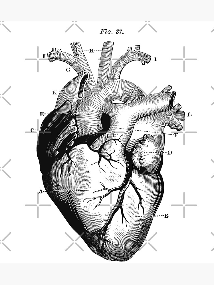 Póster «CORAZÓN ANATÓMICO VINTAGEf (NEGRO)» de Dinahspace | Redbubble