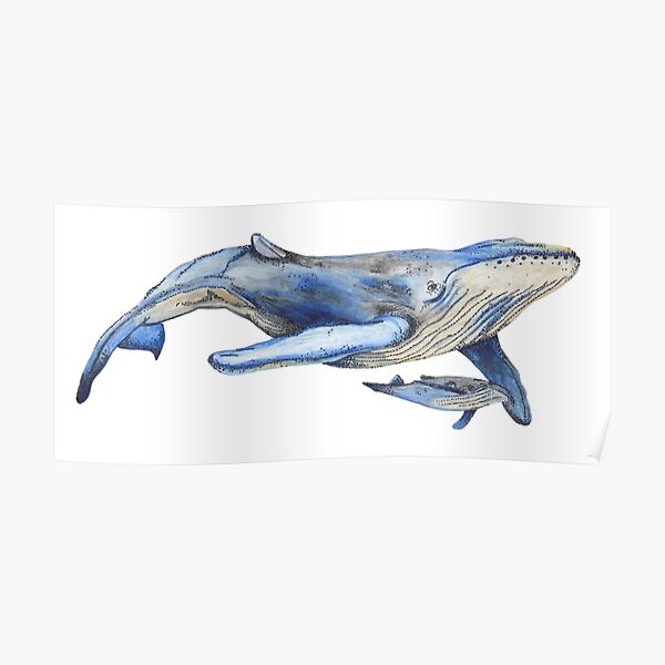 "Aquarell Wal" Poster von TildaT | Redbubble