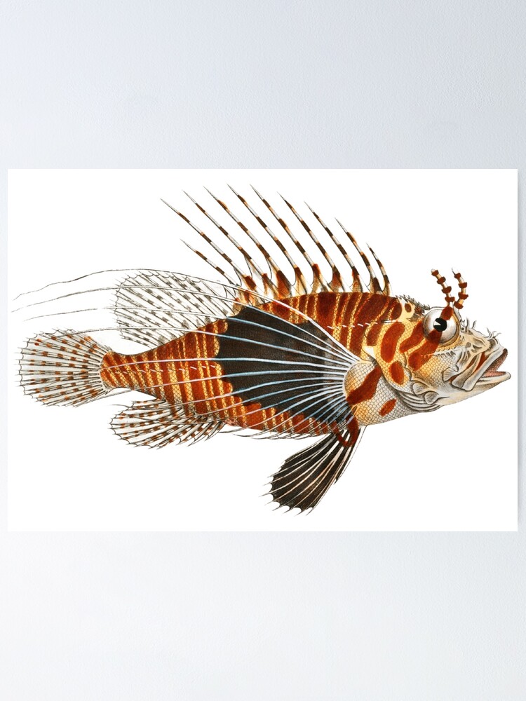 "Lionfish Vintage Illustration by Marcus Elieser Bloch" Poster for Sale ...