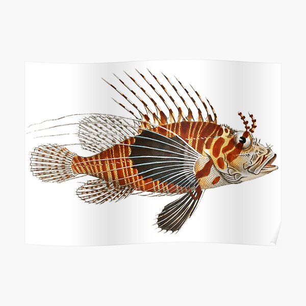 "Lionfish Vintage Illustration by Marcus Elieser Bloch" Poster for Sale ...