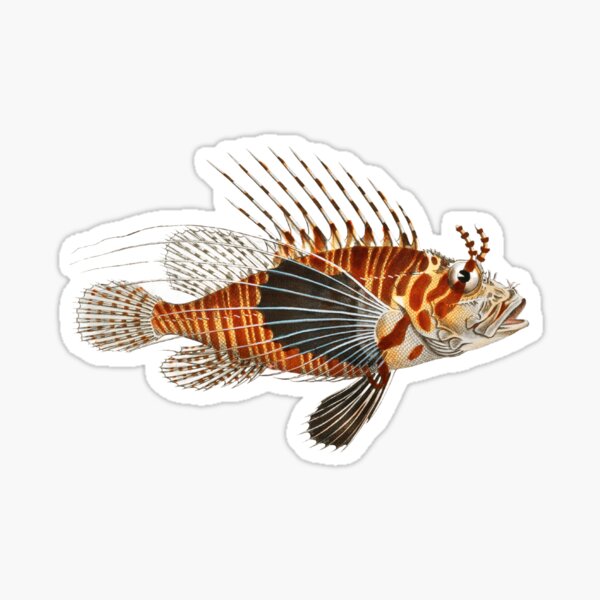 "Lionfish Vintage Illustration by Marcus Elieser Bloch" Sticker for ...