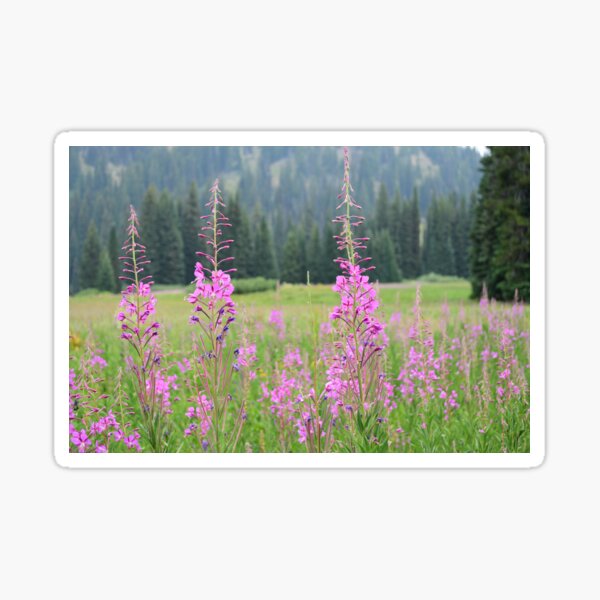 "McCall, ID in summer" Sticker for Sale by mirdele | Redbubble