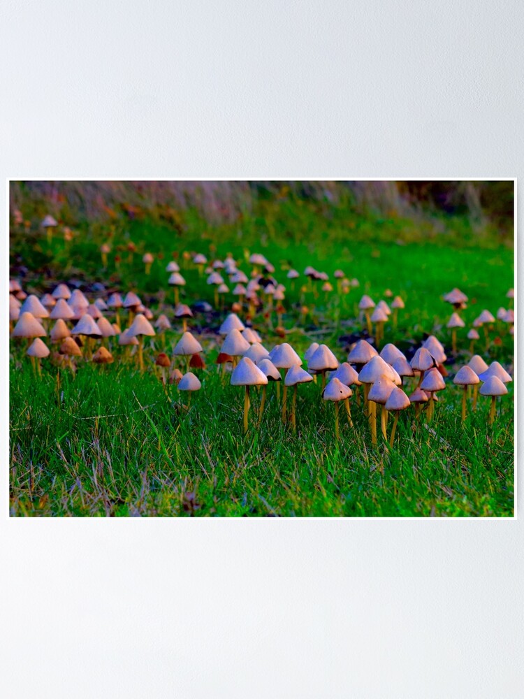 "Shrooms" Poster for Sale by Maja-Z | Redbubble