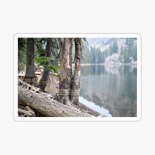 "McCall, ID in summer" Sticker for Sale by mirdele | Redbubble