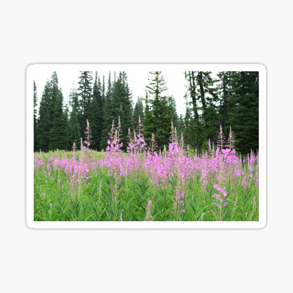 "McCall, ID in summer" Sticker for Sale by mirdele | Redbubble