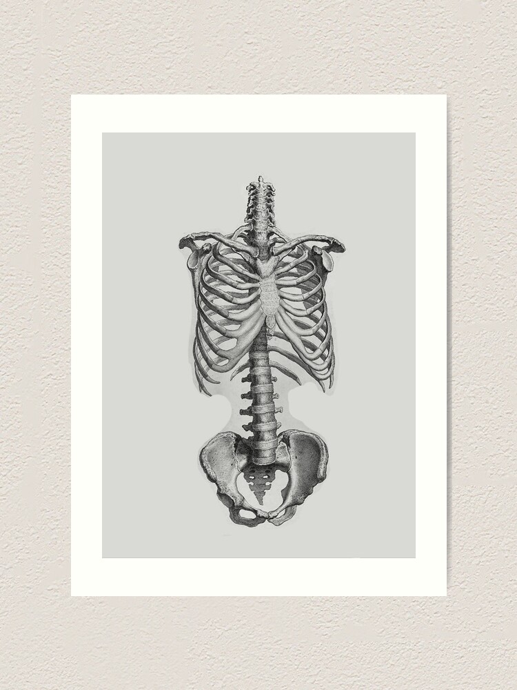 "human skeleton poster | human skeleton doctor chamber poster " Art ...