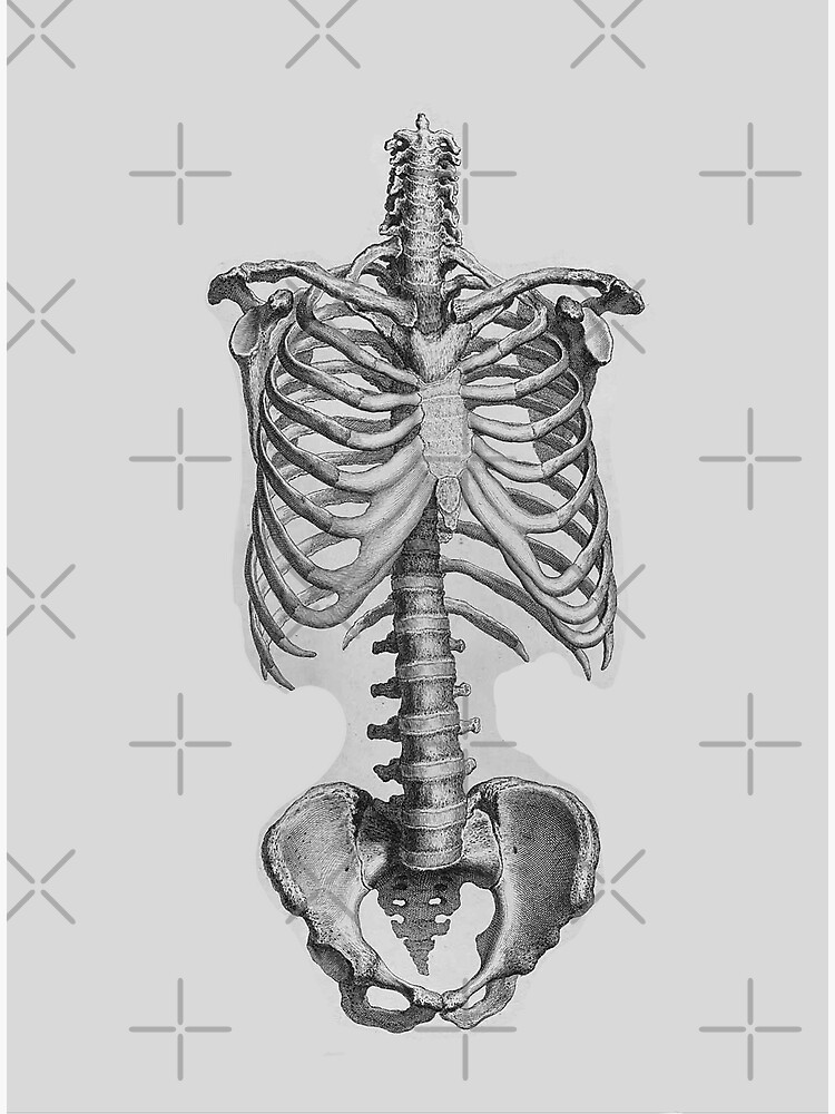 "human skeleton poster | human skeleton doctor chamber poster " Poster ...