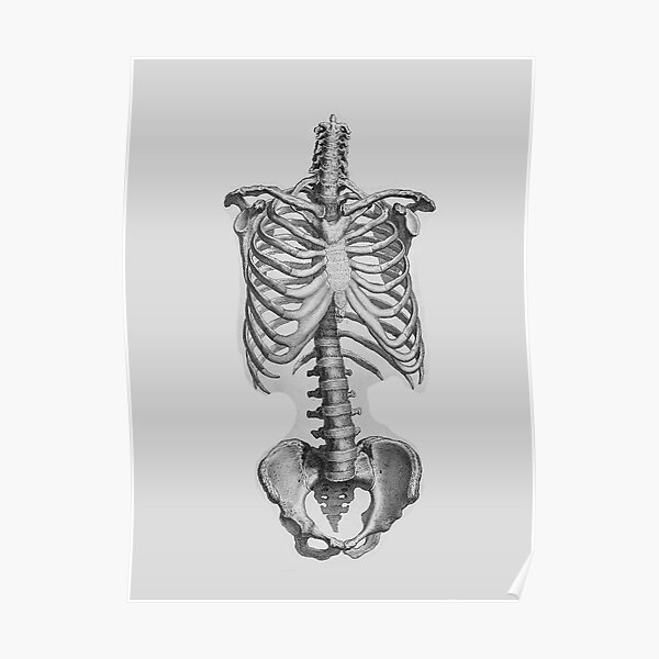 "human skeleton poster | human skeleton doctor chamber poster " Poster ...